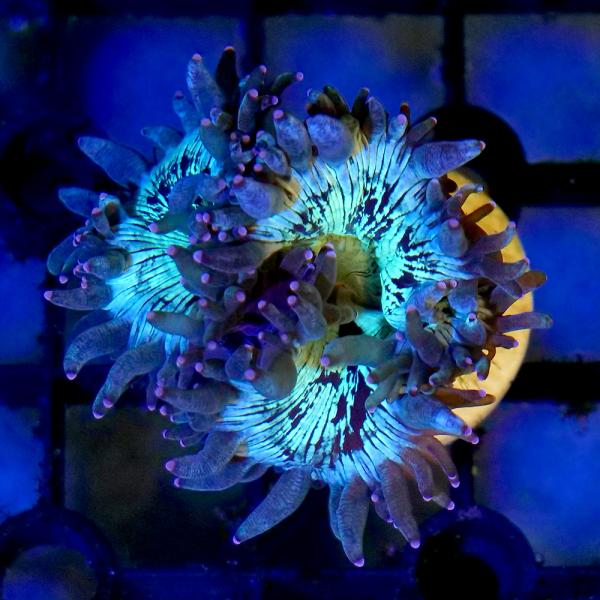 sfset　_aqua　◎　一点物　個体販売　現物　画像個体　海水　サンゴ　coral_itten　m_hardcoral　ハードコーラル　australian_coral　トランペット　オオナガレハナサンゴ　KT　20260307　y26...