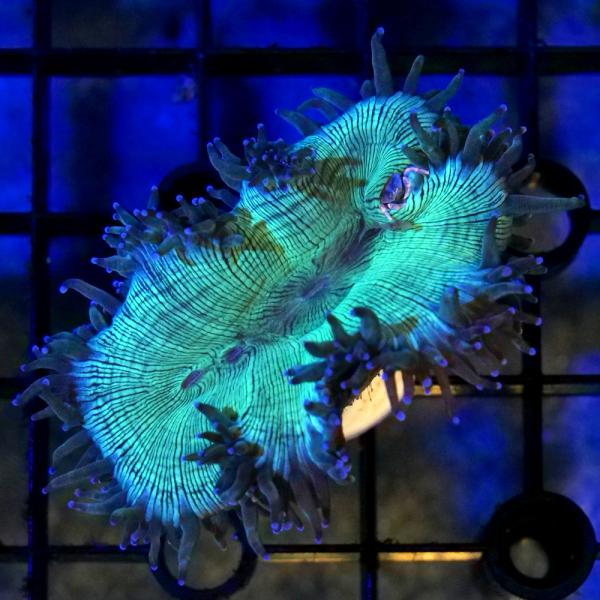 sfset　_aqua　◎　一点物　個体販売　現物　画像個体　海水　サンゴ　coral_itten　m_hardcoral　ハードコーラル　australian_coral　トランペット　オオナガレハナサンゴ　KT　20260307　y26...