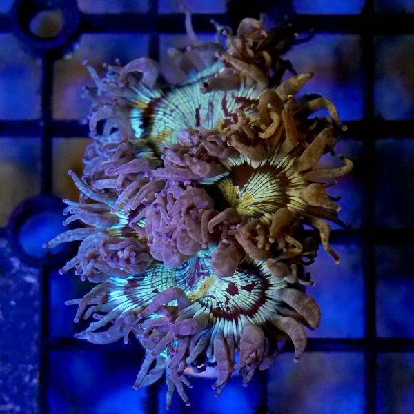 sfset　_aqua　◎　一点物　個体販売　現物　画像個体　海水　サンゴ　coral_itten　m_hardcoral　ハードコーラル　australian_coral　トランペット　オオナガレハナサンゴ　KT　20260307　y26...