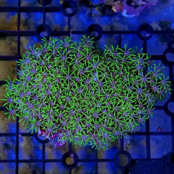 _aqua　sfset　◎　一点物　個体販売　現物　画像個体　海水　サンゴ　coral_itten　m_softcoral　ソフトコーラル　スターポリプ　グリーン　Ｐａｃｈｙｃｌａｖｕｌａｒｉａ　ｓｐ．　KT　20260214　y26m04...