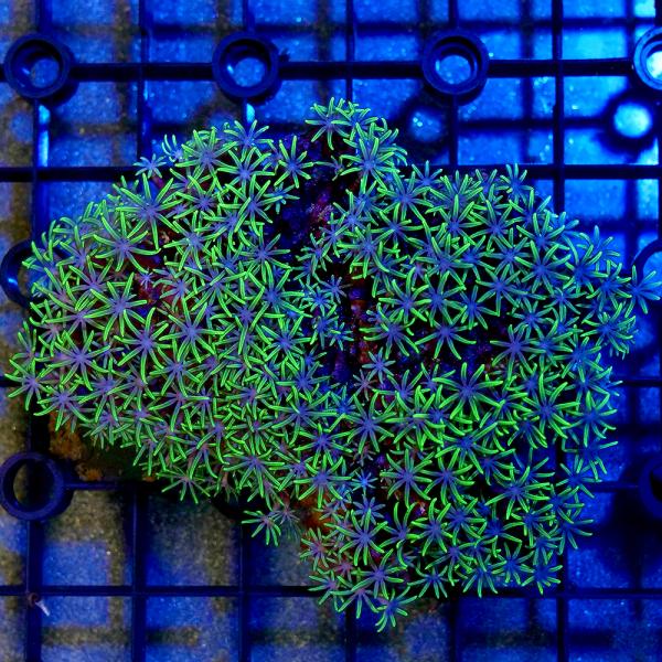 _aqua　sfset　◎　一点物　個体販売　現物　画像個体　海水　サンゴ　coral_itten　m_softcoral　ソフトコーラル　スターポリプ　グリーン　Ｐａｃｈｙｃｌａｖｕｌａｒｉａ　ｓｐ．　KT　20260214　y26m04...