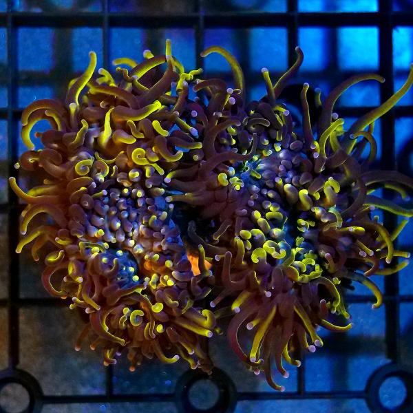 _aqua　sfset　◎　kaisui76　一点物　個体販売　現物　画像個体　海水　サンゴ　ＬＰＳ　coral_itten　m_hardcoral　ハードコーラル　ハナサンゴ　Ｅｕｐｈｙｌｌｉａ　20260424　y26m04　KT　se...