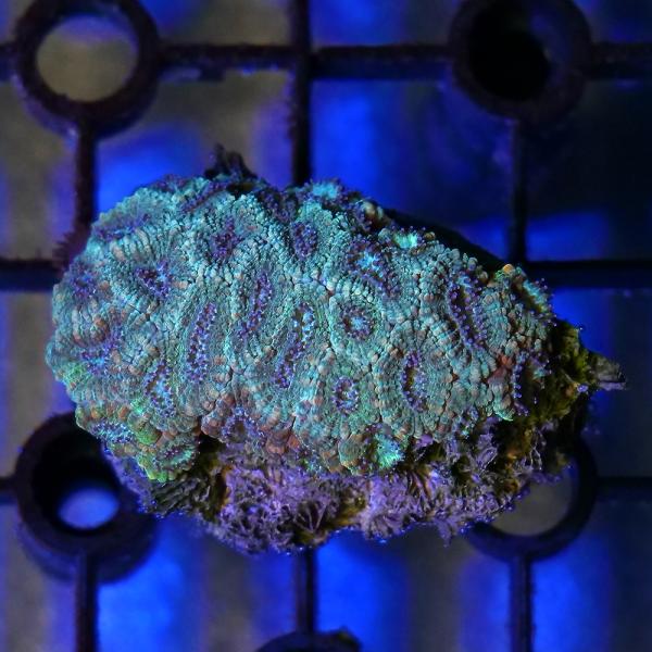 _aqua　sfset　◎　海水　サンゴ　coral_itten　m_hardcoral　ハードコーラル　Ｆａｖｉａ　ｓｐ．　キクメイシ　20260424　KT　y25m11　seitaigensen1ten　Ｓｐｉｃｙ　Ｌｅｍｏｎ kai...