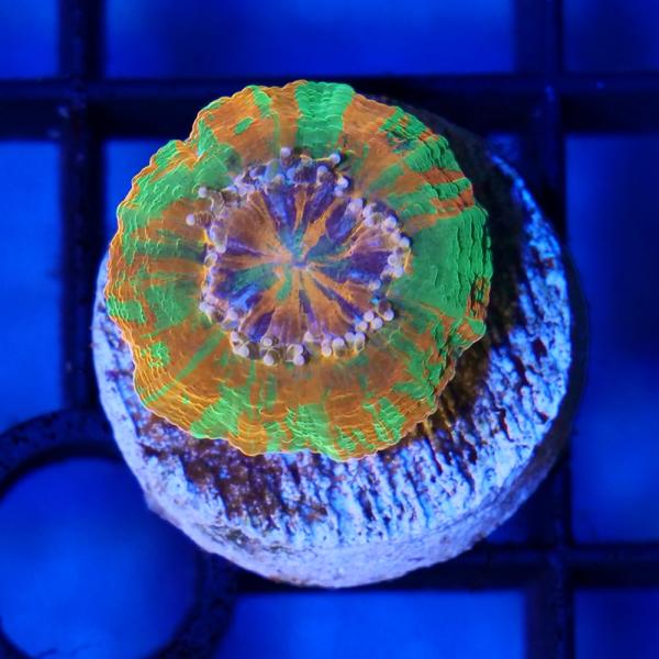 _aqua　sfset　◎一点物　個体販売　現物　画像個体　海水　サンゴ　m_hardcoral　ハードコーラル　オーストラリア産　OG　20260501　y26m05　KT　seitaigensen1ten　スコリミアベビー