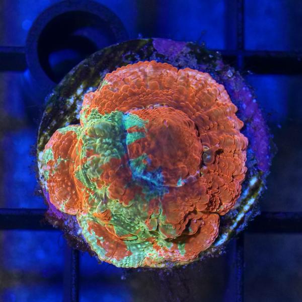 _aqua　sfset　◎　海水　サンゴ　coral_itten　m_hardcoral　kaijyo　ハードコーラル　オオトゲキクメイシ　20260501　KT　Ｈｏｍｏｐｈｙｌｌｉａ　ｂｏｗｅｒｂａｎｋｉ　y26m05　seitaige...