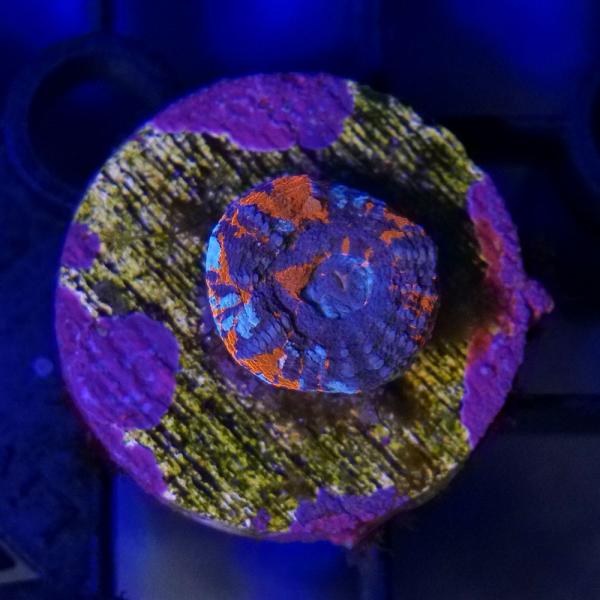 _aqua　sfset　◎一点物　個体販売　現物　画像個体　海水　サンゴ　m_hardcoral　ハードコーラル　オーストラリア産　OG　20260508　y26m05　KT　seitaigensen1ten　スコリミアベビー