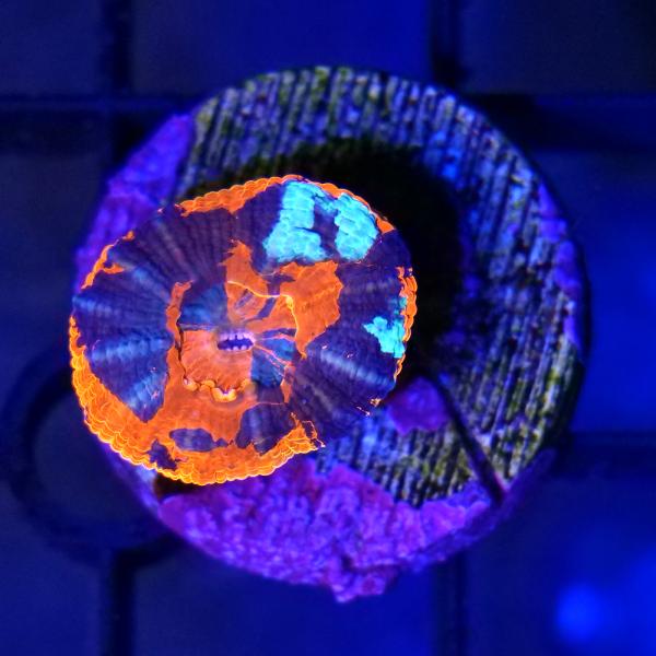 _aqua　sfset　◎一点物　個体販売　現物　画像個体　海水　サンゴ　m_hardcoral　ハードコーラル　オーストラリア産　OG　202605011　y26m05　KT　seitaigensen1ten　スコリミアベビー