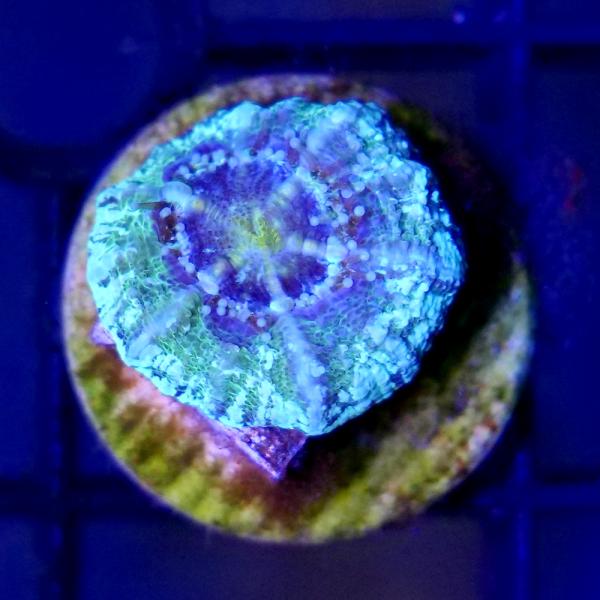 _aqua　sfset　◎一点物　個体販売　現物　画像個体　海水　サンゴ　m_hardcoral　ハードコーラル　オーストラリア産　OG　202605011　y26m05　KT　seitaigensen1ten　スコリミアベビー