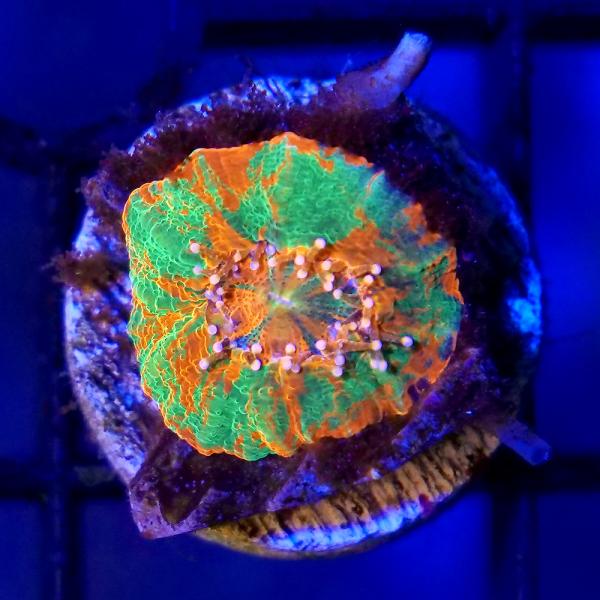 _aqua　sfset　◎一点物　個体販売　現物　画像個体　海水　サンゴ　m_hardcoral　ハードコーラル　オーストラリア産　OG　202605011　y26m05　KT　seitaigensen1ten　スコリミアベビー