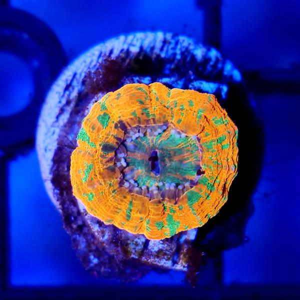 _aqua　sfset　◎一点物　個体販売　現物　画像個体　海水　サンゴ　m_hardcoral　ハードコーラル　オーストラリア産　OG　202605011　y26m05　KT　seitaigensen1ten　スコリミアベビー