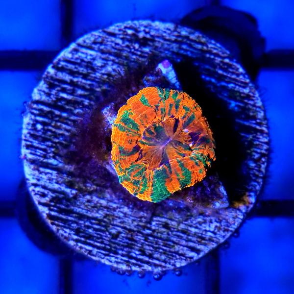 _aqua　sfset　◎一点物　個体販売　現物　画像個体　海水　サンゴ　m_hardcoral　ハードコーラル　オーストラリア産　OG　202605011　y26m05　KT　seitaigensen1ten　スコリミアベビー