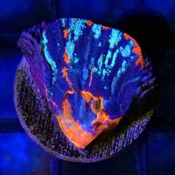 _aqua　sfset　◎一点物　個体販売　現物　画像個体　海水　サンゴ　m_hardcoral　ハードコーラル　オーストラリア産　OG　202605011　y26m05　KT　seitaigensen1ten　スコリミアカット