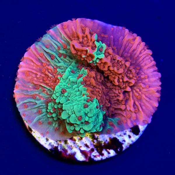 _aqua　sfset　◎　一点物　個体販売　現物　画像個体　海水　サンゴ　coral_itten　m_hardcoral　ハードコーラル　コモンサンゴ　Ｍｏｎｔｉｐｏｒａ　フラグ　プラグ　ブリード　ＳＰＳ　20251017　TK　y26ｍ...