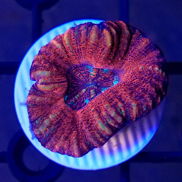 _aqua　sfset　◎一点物　個体販売　現物　画像個体　海水　サンゴ　m_hardcoral　ハードコーラル　オーストラリア産　OG　20260524　y26m05　ｙ26ｍ06　KT　seitaigensen1ten　スコリミア　ベビー