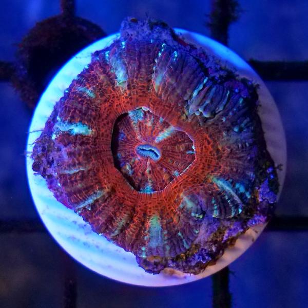 _aqua　sfset　◎一点物　個体販売　現物　画像個体　海水　サンゴ　m_hardcoral　ハードコーラル　オーストラリア産　OG　20260524　y26m05　ｙ26ｍ06　KT　seitaigensen1ten　スコリミア　ベビー