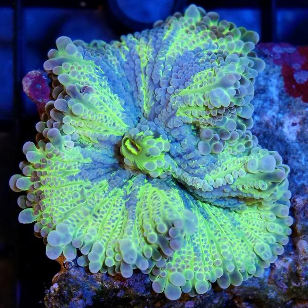 sfset　_aqua　◎　kaisui76　一点物　個体販売　現物　画像個体　海水　サンゴ　coral_itten　m_softcoral　Ｄｉｓｃｏｓｏｍａ　ｓｐ．　ソフトコーラル　ディスクコーラル　20260525　KT　y26m06...