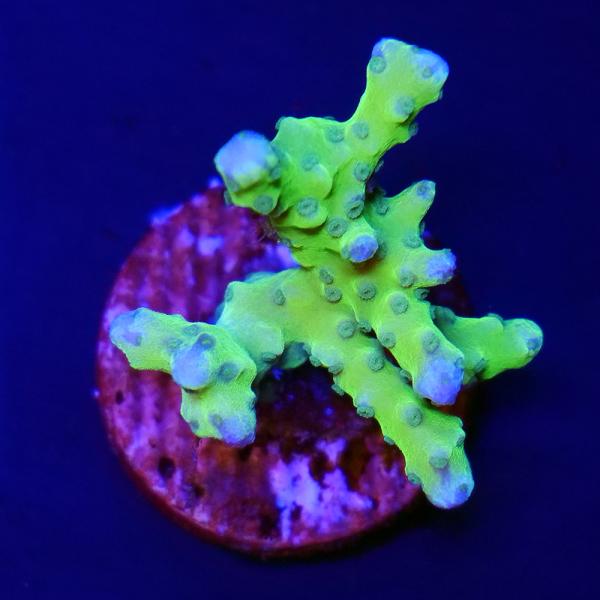 ◎　kaisui75　ma_sanfdmsklgo　b_coral　海水　サンゴ　ハードコーラル　m_hardcoral　ミドリイシ　アナアクロポラ　Ａｃｒｏｐｏｒａ　フラグ　プラグ　20260715　y26m07　KT　浅場ミドリイシ　深...