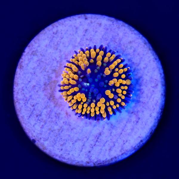 sfset　_aqua　◎　kaisui76　一点物　個体販売　現物　画像個体　海水　サンゴ　coral_itten　m_softcoral　Ｄｉｓｃｏｓｏｍａ　ｓｐ．　ソフトコーラル　ディスクコーラル　20260711T　y26m07　s...
