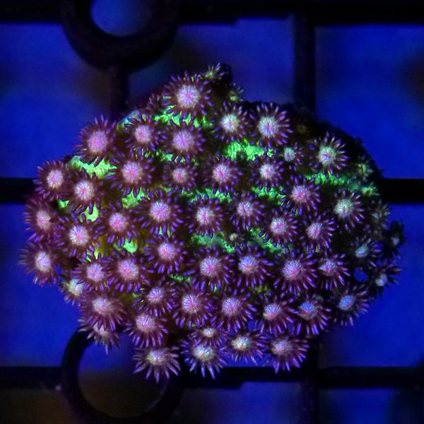 _aqua　sfset　◎　一点物　個体販売　現物　画像個体　海水　サンゴ　coral_itten　m_hardcoral　ハードコーラル　ハナガササンゴ　ＬＰＳ　Ｇｏｎｉｏｐｏｒａ　ｌｏｂａｔａ　20260805　KT　y26m08　se...