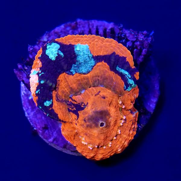 _aqua　sfset　◎一点物　個体販売　現物　画像個体　海水　サンゴ　m_hardcoral　ハードコーラル　オーストラリア産　OG　20260819　y26m08　KT　seitaigensen1ten　スコリミアカット