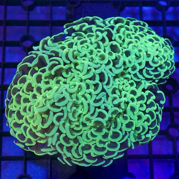_aqua　sfset　◎　一点物　個体販売　現物　画像個体　海水　サンゴ　ＬＰＳ　coral_itten　m_hardcoral　ハードコーラル　ハナサンゴ　Ｅｕｐｈｙｌｌｉａ　20260819　y26m08　kaisui76　KT