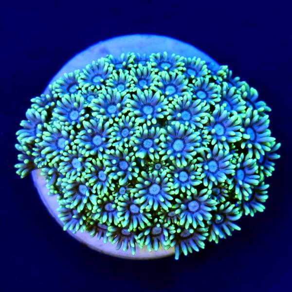 _aqua　sfset　◎　一点物　個体販売　現物　画像個体　海水　サンゴ　coral_itten　m_hardcoral　ハードコーラル　ハナガササンゴ　ＬＰＳ　Ｇｏｎｉｏｐｏｒａ　ｌｏｂａｔａ　20260907　ＫＴ　seitaigen...