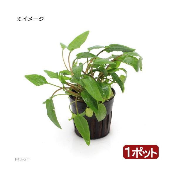 PF_SPQ　negativeplants　熱帯魚　_aqua　水草　クリプトとその近縁　中景　okaidoku_pot　all_plants　wp_kywrd　クリプトコリネウェンティーグリーンはこちら　東南便＿クリプト　クリプトコリネ　...