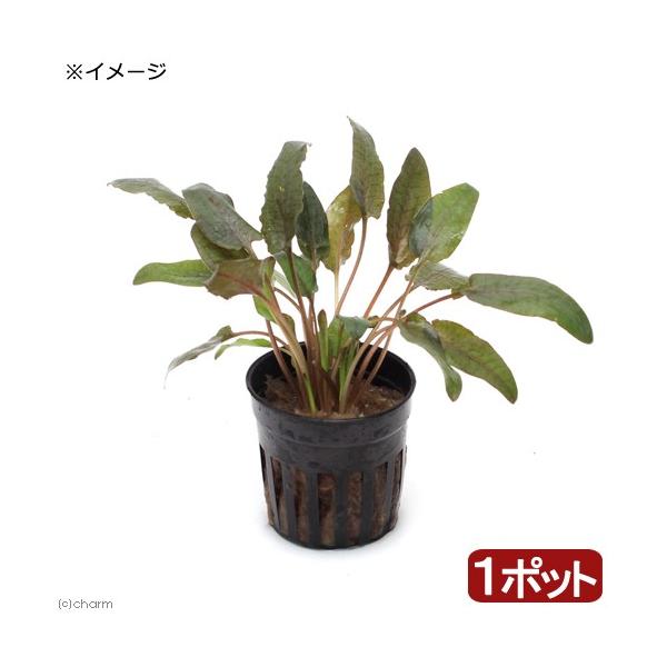 PF_SPQ　negativeplants　熱帯魚　_aqua　水草　クリプトとその近縁　前景　クリプトコリネウェンティー“トロピカ”はこちら　tg378qcq水草　icrfo714水草　東南便＿クリプト　クリプトコリネ　ウェンティー　トロ...