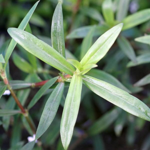 PF_SPQ　熱帯魚　_wp　水草　後景草　整然とした　all_plants　wp_kywrd　_aqua