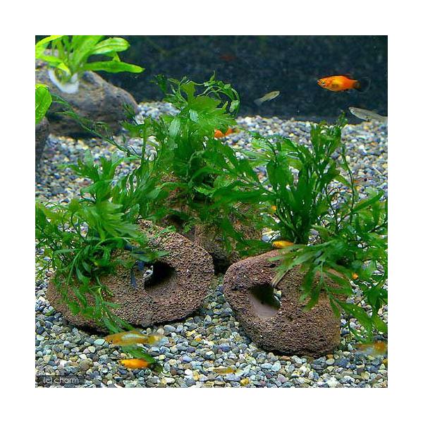 熱帯魚　_aqua　水草　溶岩石付　all_plants　穴あき溶岩石　アフリカミズシダ　ツルキシノオ科　Ｌｏｍａｒｉｏｐｓｉｄａｃｅａｅ　ヘツカシダ属　Ｂｏｌｂｉｔｉｓ　しだ　羊歯　ヒュデロッティ　47house　heudelotii　p...