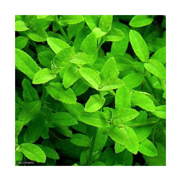 PF_SPQ　_aqua　熱帯魚　水草　後景草　ギザギザ　all_plants　wp_kywrd　wp0602006　wptop2_180829　nscm2308　seitaieventbt202603