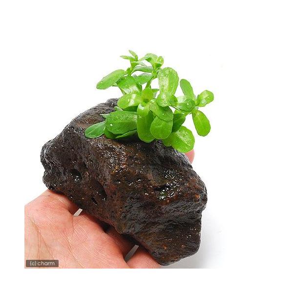 熱帯魚　_wp　_aqua　Bacopa　水草　溶岩石付　all_plants　穴あき溶岩石　水上葉_バコパ　wp_kywrd　wp0421_11grwp　バコパモンニエリ　point5wplants