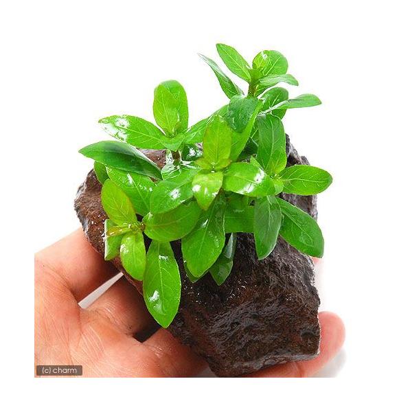 熱帯魚　_wp　_aqua　水草　後景草　明るい　初心者・ビギナー　溶岩石付　ハイグロ・ウィステリア　水上葉　無農薬　ハイグロフィラポリスペルマ　Ｈｙｇｒｏｐｈｉｌａ　ｐｏｌｙｓｐｅｒｍａ　キツネノマゴ科　Ａｃａｎｔｈａｃｅａｅ　オギノツメ...