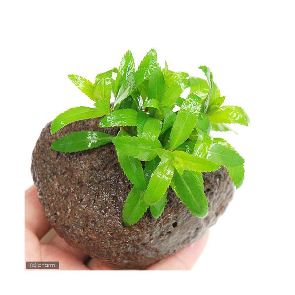 coollogist　夏季クール対応　生き餌　大型魚エサ　minianimal　爬虫類エサ　餌　給餌器　生餌　ブライン　爬虫類生餌　mimizu　20101226　ＭＫ　fish_ikie　活き餌　活餌　活きエサ　ikie__02　momo...