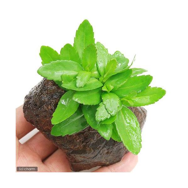 熱帯魚　_wp　_aqua　anayogan1111　Bacopa　水草　溶岩石付　all_plants　穴あき溶岩石　水上葉_バコパ　wp_kywrd　vLKn9hSV　point5wplants