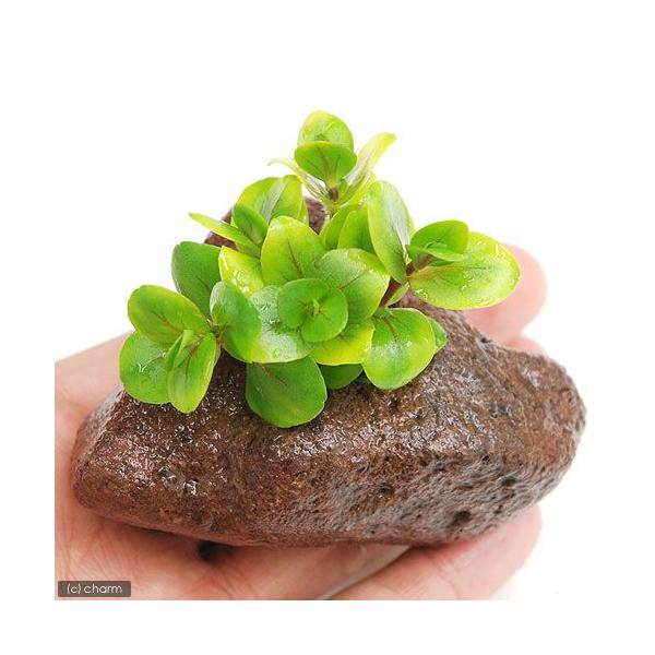熱帯魚　_wp　_aqua　anayogan1111　Bacopa　水草　溶岩石付　all_plants　穴あき溶岩石　水上葉_バコパ　wp_kywrd　tg378qcq水草　Ｂａｏｏｐａ　ｓｐ．　アラグアイアパープルバコパ　ゴマノハグサ科...
