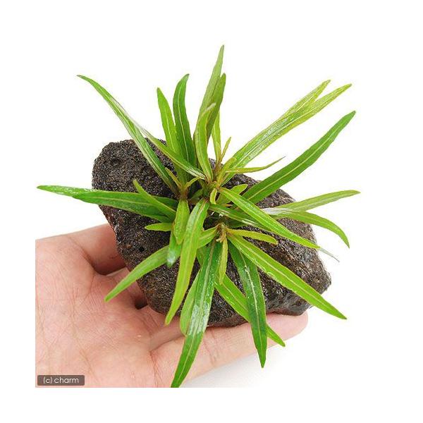 熱帯魚　_wp　_aqua　anayogan1111　水草　溶岩石付　all_plants　アラグアイアレッドシャープリーフハイグロはこちら　穴あき溶岩石　wp_kywrd　xdwsq174水草　Ｈｙｇｒｏｐｈｉｌａ　キツネノマゴ科　Ａｃａ...