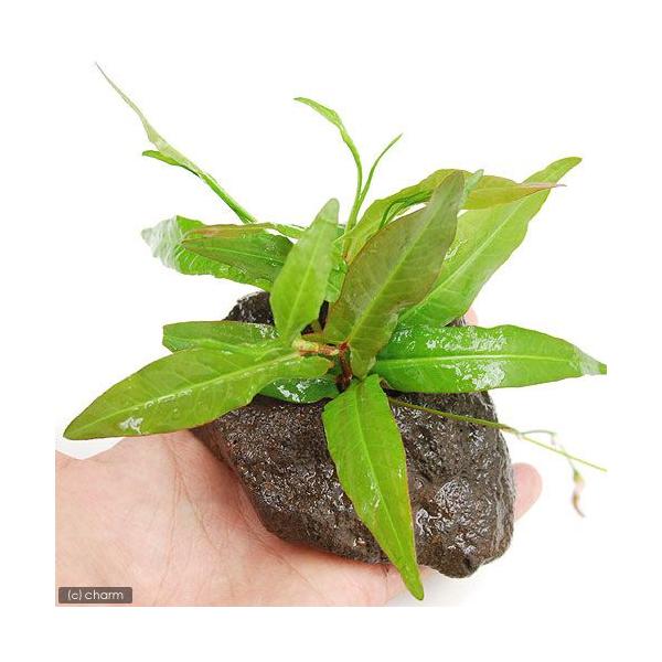 熱帯魚　_wp　_aqua　anayogan1111　水草　溶岩石付　Ｐｏｌｙｇｏｎｕｍ　all_plants　ホソバノウナギツカミはこちら　穴あき溶岩石　水上葉_ポリゴナム　wp_kywrd　point5wplants