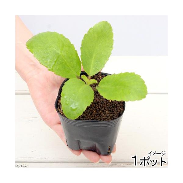 _kame　MS34　_hachu　charmpetleafseries　ガーデニング　サプリメント　ペットグラス　pet_glass　マザーリーフの苗　多肉植物　セイロンベンケイソウ　ハカラメ　ペットリーフ　生草　野草　リクガメ　アガマ　...