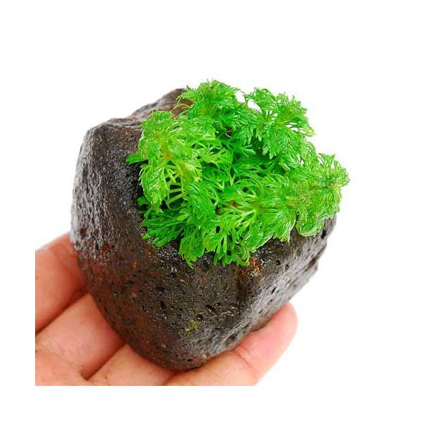 _aqua　熱帯魚　メダカ　金魚　有茎　ア行　水草　後景草　アクア　アクアリウム　レイアウト　初心者　きめ細かい　溶岩　置くだけ　簡単　Ｌｉｍｎｏｐｈｉｌａ　all_plants　水上葉_リムノフィラ　point5wplants　seita...