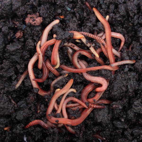 coollogist　夏季クール対応　生き餌　大型魚エサ　minianimal　爬虫類エサ　餌　給餌器　生餌　ブライン　爬虫類生餌　mimizu　20101226　ＭＫ　fish_ikie　活き餌　活餌　活きエサ　ikie__02　momo...