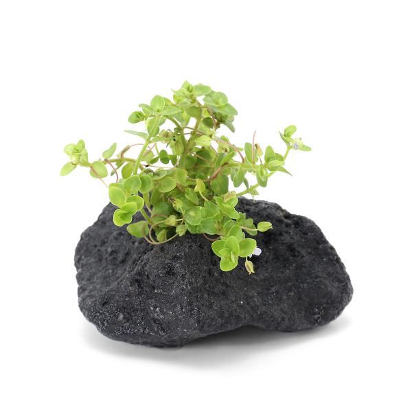 熱帯魚　anayogan1209　Bacopa　水草　溶岩石付　all_plants　穴あき溶岩石　オーストラリス　水上葉_バコパ　wp_kywrd　saki27to09　saki27to09　bnr_mzkslft_okdk　KYS　20...