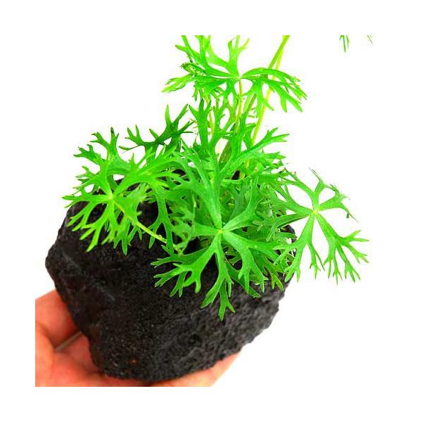 熱帯魚　エビ　めだか　水草　金魚　溶岩石付　all_plants　穴あき溶岩石　置くだけ　簡単　アクアリウム　アクア　レイアウト　ラヌンクルス　パプレントゥス　mizks1013event　mizksrk1013event　mizksyh1...