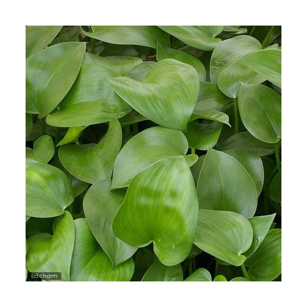 _aqua　_gardening　金魚・メダカ　ビオトープ　水辺植物　水生植物　Ａｌｉｓｍａｔａｃｅａｅ　ガーデニング　その他水辺植物　all_plants　植物　植物生体　ガーデニング生体　育て方　育成方法　栽培方法　抽水植物　ポンテデリ...