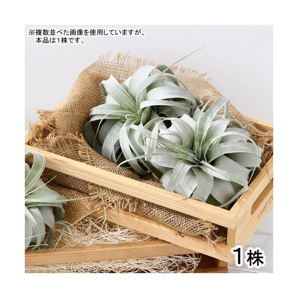 インテリア　インテリア・雑貨　ガーデニング　観葉植物　園芸　ビバリウム　アクアテラリウム　パルダリウム　アリ植物　両爬向き植物　パイナップル科　ハナアナナス属　着生植物　エアブロメリア　エアプランツ　ティランジア　チランジア　Tilland...