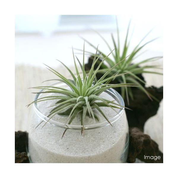 _kame　_hachu　_gardening　インテリア　インテリア・雑貨　ガーデニング　観葉植物　園芸　ビバリウム　アクアテラリウム　パルダリウム　両爬向き植物　パイナップル科　ハナアナナス属　着生植物　エアブロメリア　エアプランツ　テ...