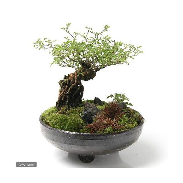 muryotassei_700_799　_aqua　_gardening　_daily　sanyasouhati　ガーデニング　ビオ　園芸用品　睡蓮鉢　睡蓮　スイレン　姫スイレン　器　益子焼　mashikoyaki　mashiko_bio　...