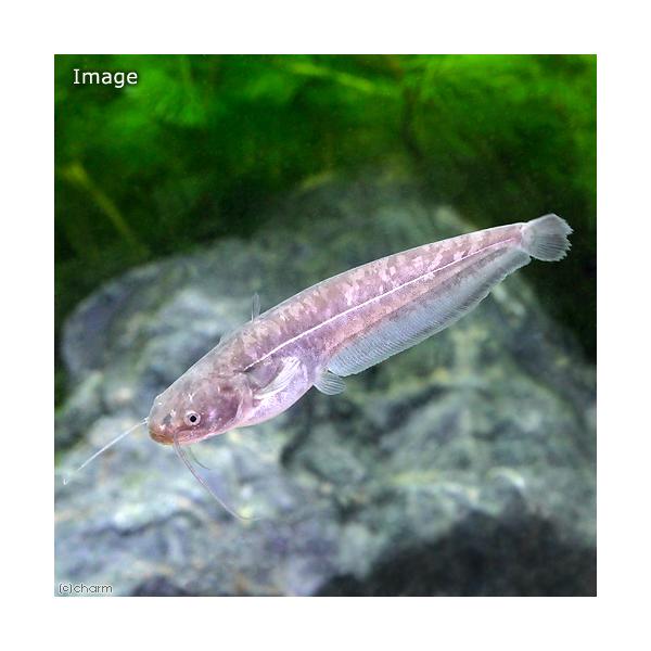 sfset　fish_database　_aqua　生体　熱帯魚・エビ他　日本産淡水魚　日淡　川魚　Ｓｉｌｕｒｕｓ　ｌｉｔｈｏｐｈｉｌｕｓ　イワトコオオナマズ　胡麻ナマズ　nittanmiryoku_niku　nittan_nittan　ビ...