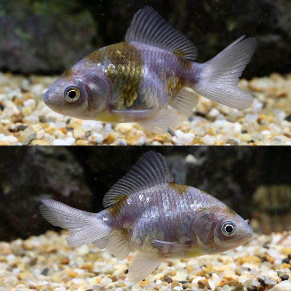 _aqua　熱帯魚・エビ他　金魚　特選金魚　ジャンボオランダ　ジャンボ東錦　隼人錦　ハヤトニシキ　nittan_kingyo_holland　鹿児島　nittan_kingyo_wakin　20170902　SS　fish_database...