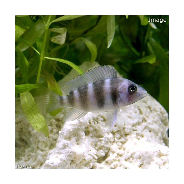 PF_SPQ　_aqua　sfset　熱帯魚・エビ他　シクリッド　種類で選ぶ　アフリカンシクリッド　キフォティラピアギベローサ　Ｓサイズ　１匹　アフリカ産　シフォティラピア　Ｃｙｐｈｏｔｉｌａｐｉａ　ブリード　20171001　ＴＹ　fis...